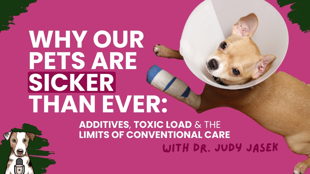 Why Pets Are Sicker Than Ever: Additives, Toxic Load & limits of Modern ...