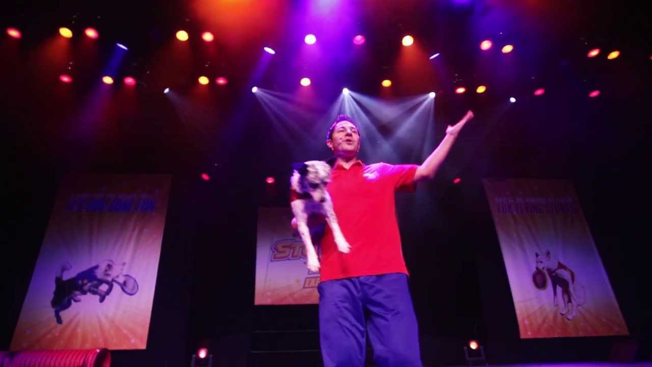 2013 Stunt Dog Experience - Promo Video - YouTube