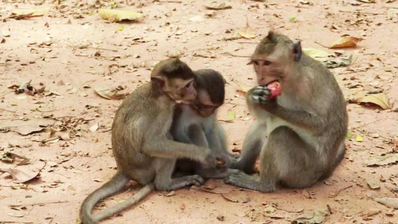 Orphan Monkey Dustin and Peck - Bevin Monkey Eating Sweet Potatoes on ...