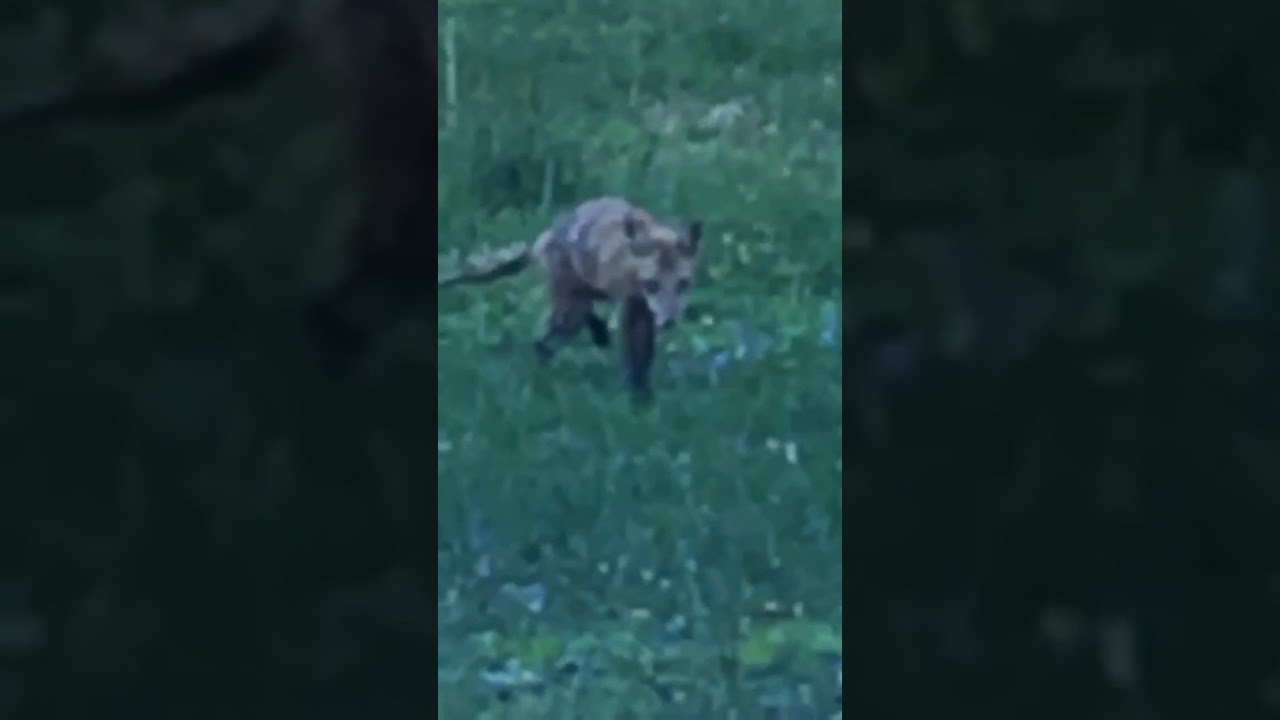 Hairless Fox - YouTube