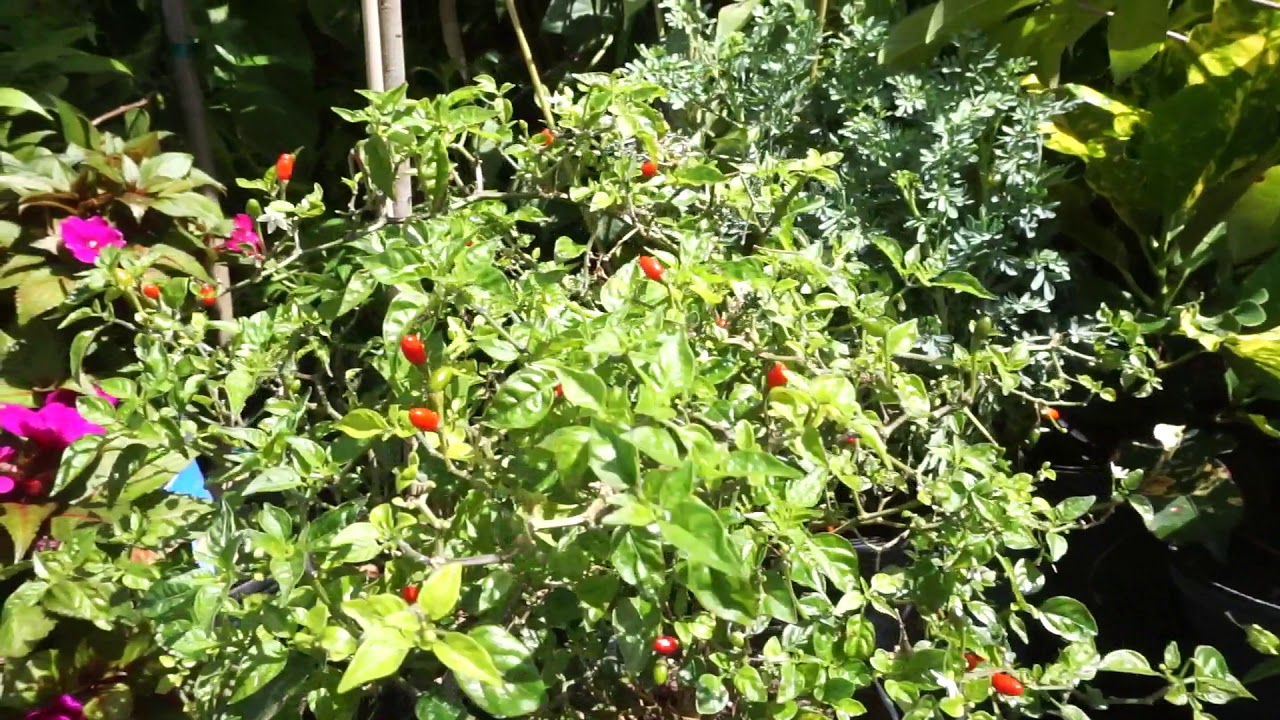 Have you ever seen bird pepper? Pequin pepper is a hot chili pepper ...