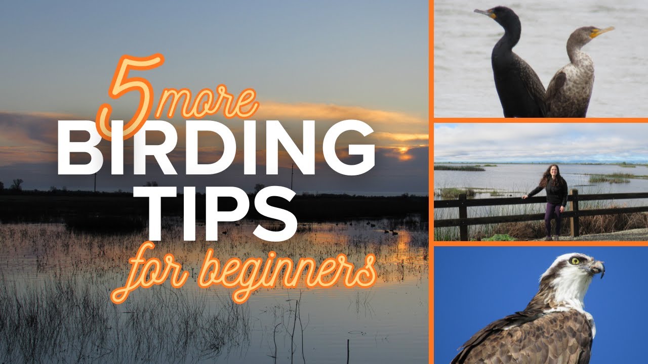 5 More Birding Tips for Beginners #birds #birding #birdwatching # ...