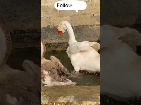 A Pati harsh #duck #birds #animals #ytshorts #trending #cartoon #fruit ...