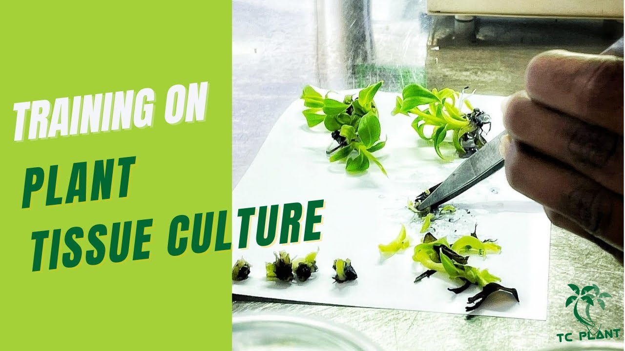 Plant Tissue Culture Course by TC PLANT - YouTube