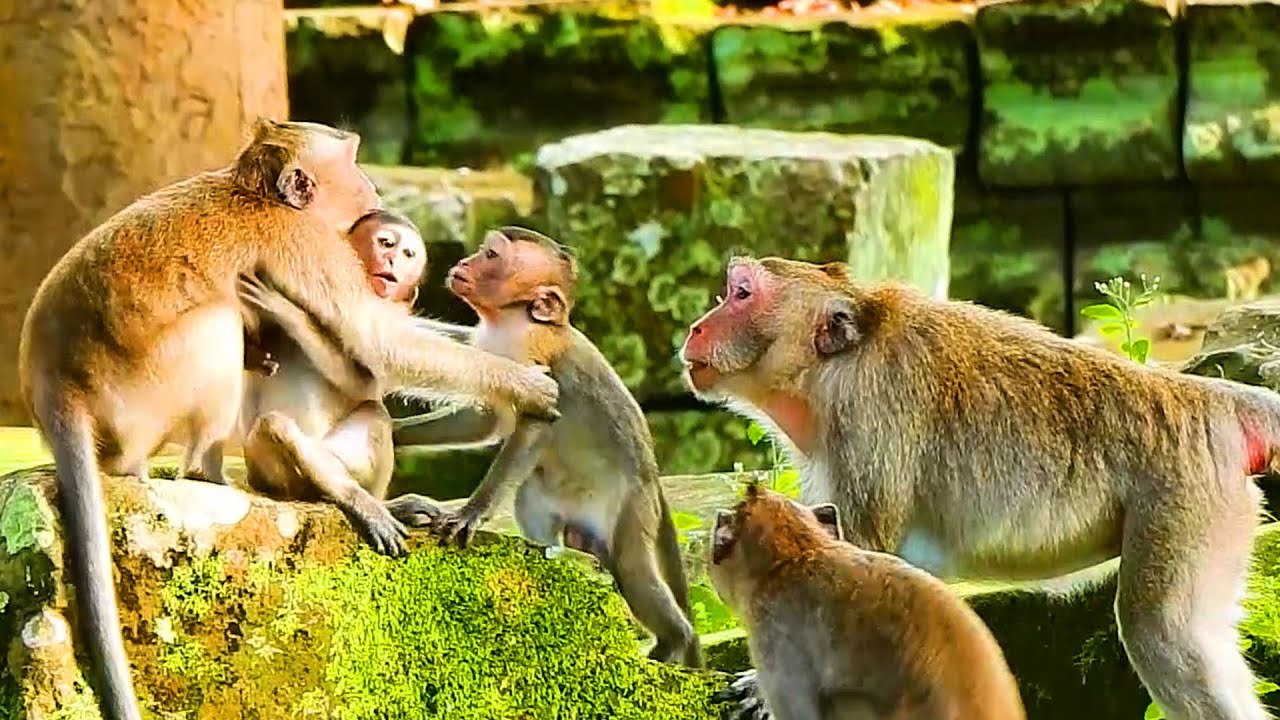 SO BE CAREFUL PLEASE! JANE MONKEY WARNING BUTTON MONKEY VERY SCARED TO ...
