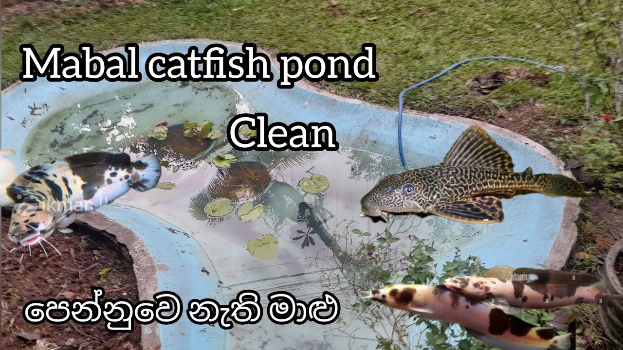 Mabal catfish pond clean /මාස ගානකින් සුද්ද කරල නැති පොන්ඩ් එකක් ...