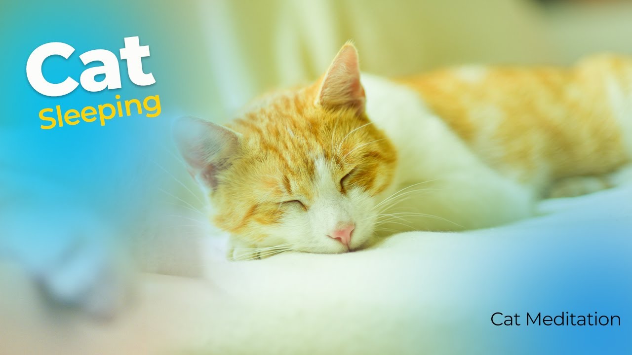 Cute Kittens sleeping The cutest sounds || Cat Meditation - YouTube