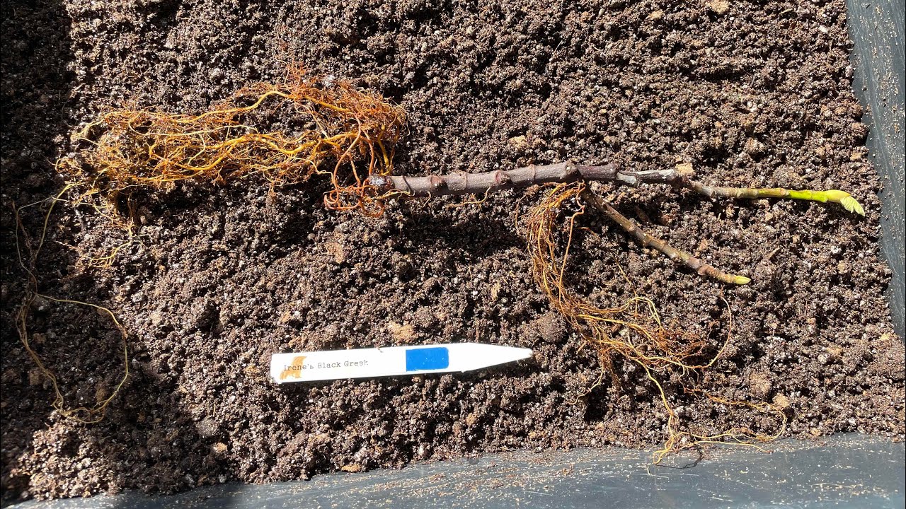 Turning one Irene’s Black Greek fig into two - RARE FIG! - YouTube