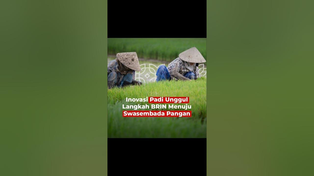 BRIN mengembangkan inovasi varietas padi unggul guna meningkatkan produktivitas pertanian ...