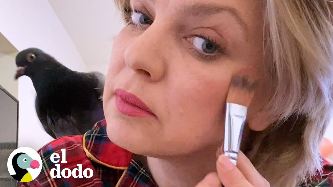 Paloma rescatada se enamora perdidamente del novio de mamá | El Dodo ...