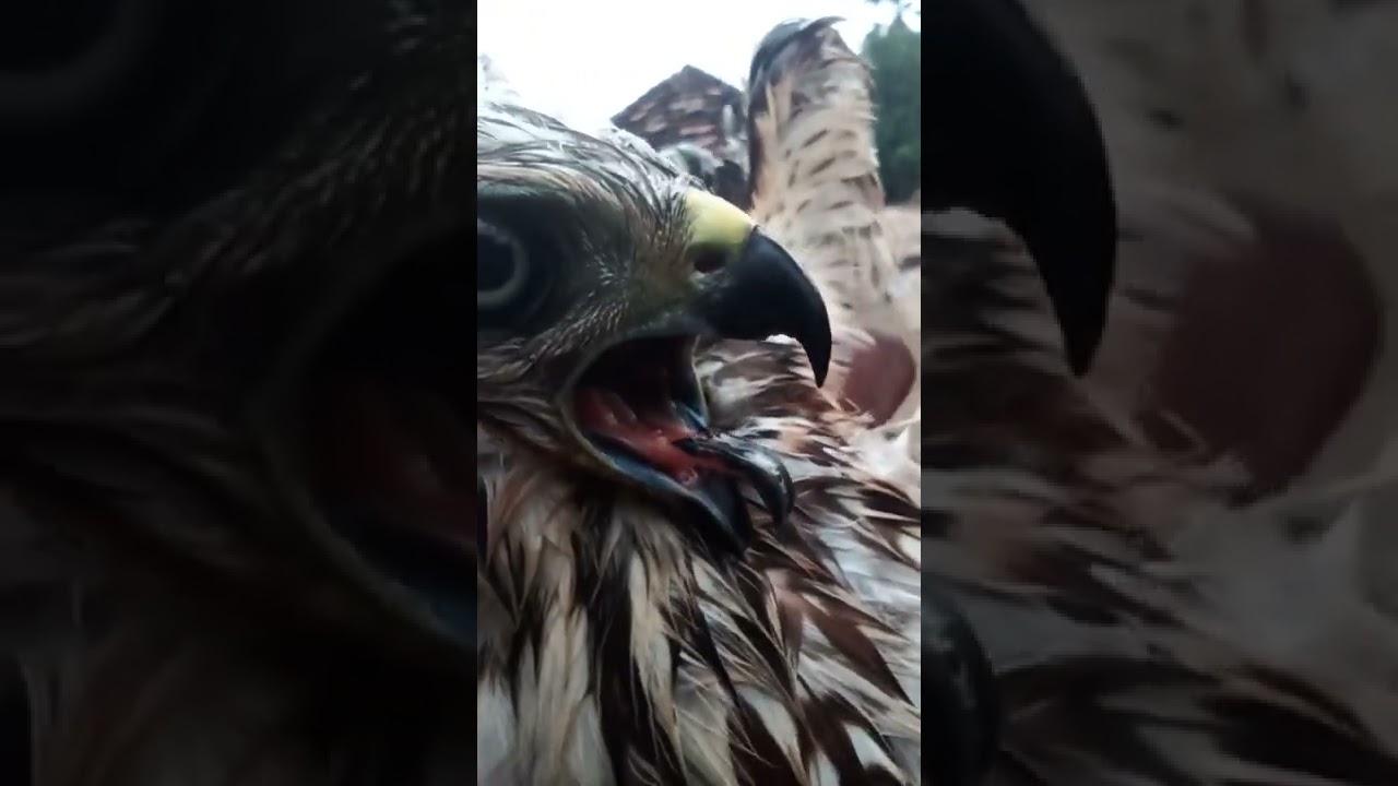 Indian Shikra Bird||भारतीय शिक्रा पंक्षी||एक घायल मांसाहारी पंक्षी ...