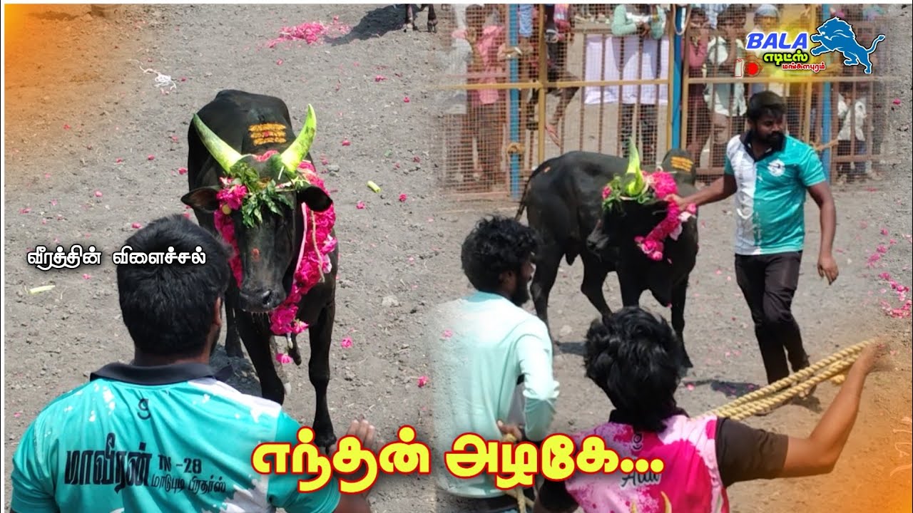 எந்தன் அழகே / காளையின் காதலன் / jallikattu what's app status tamil ...
