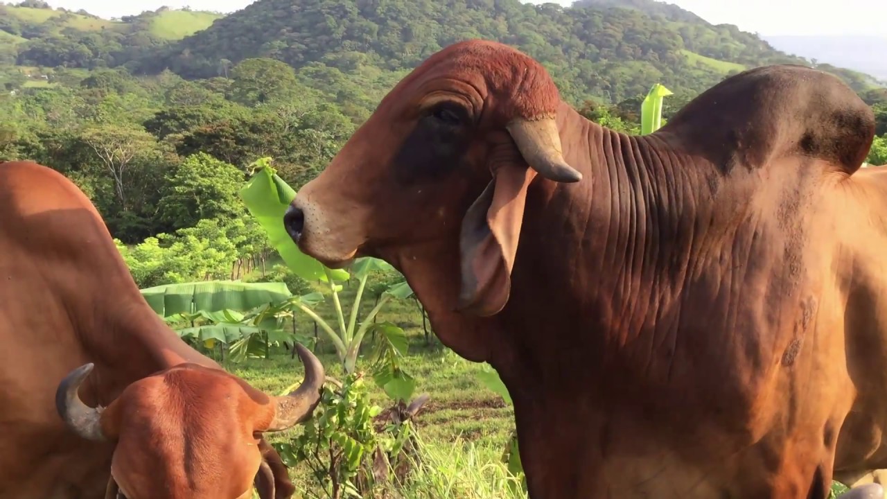 Bull roars like a lion - YouTube