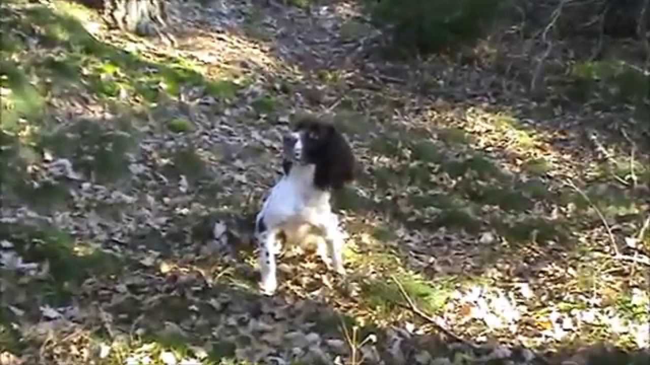 springer ginger babe - YouTube