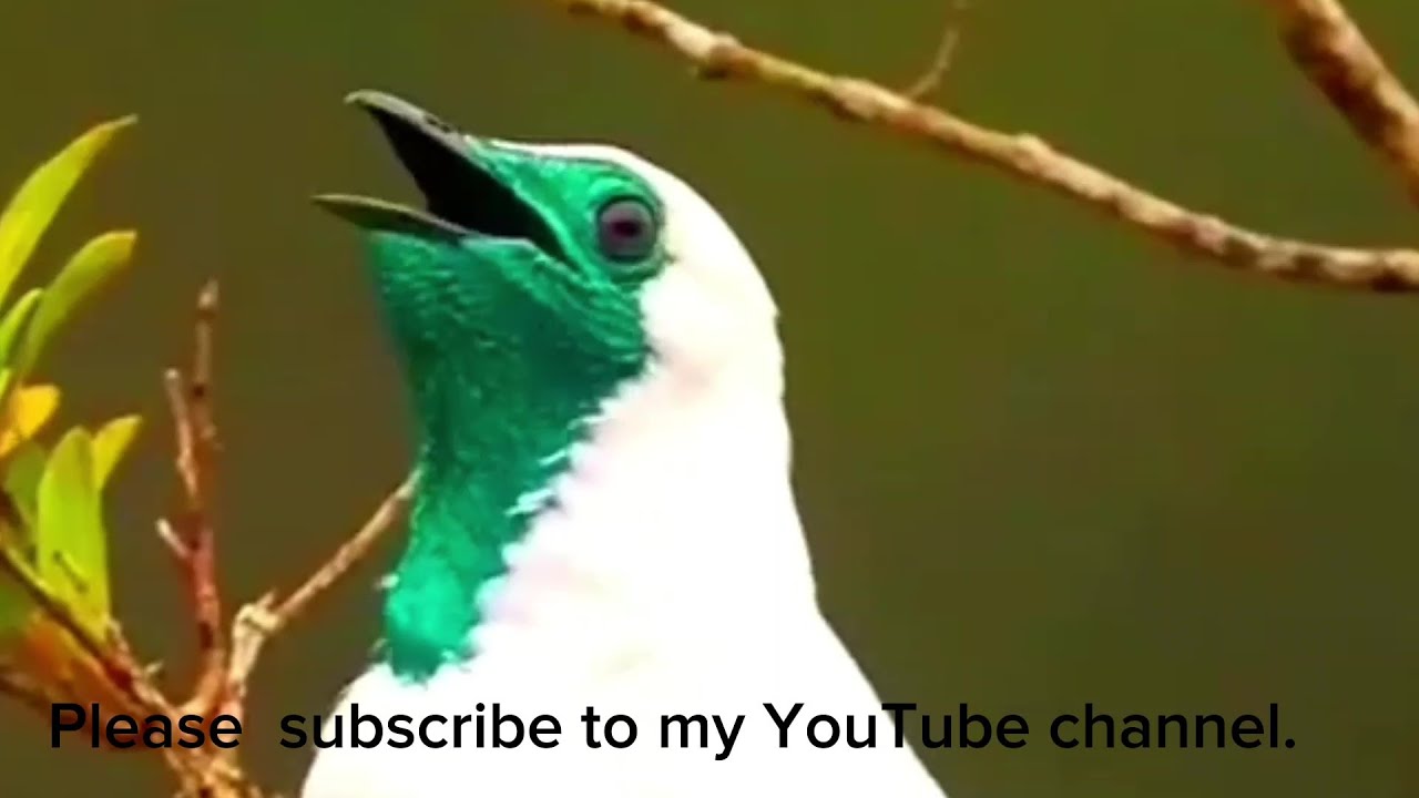 Bare-throated bellbird sound - YouTube