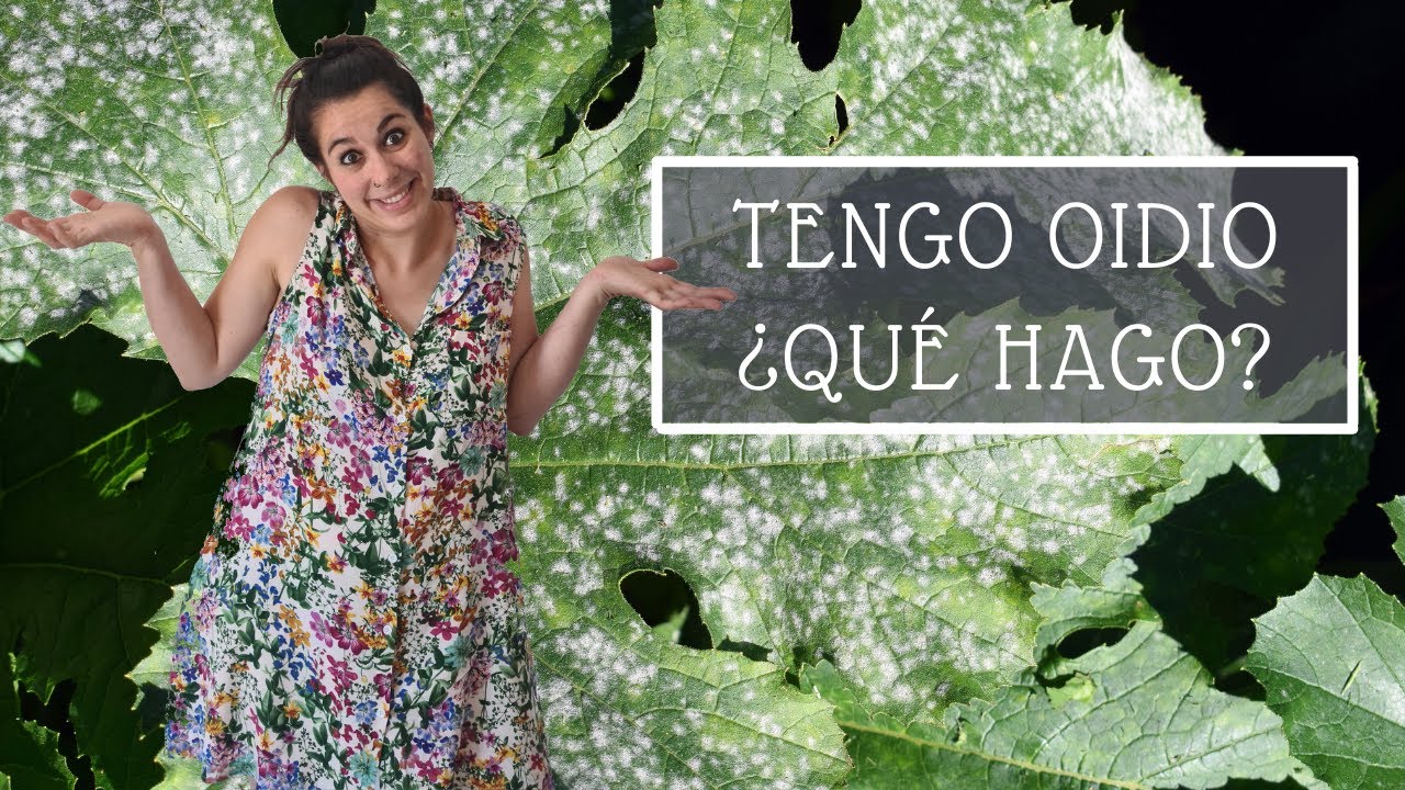 OÍDIO: La guía más completa contra este hongo - YouTube