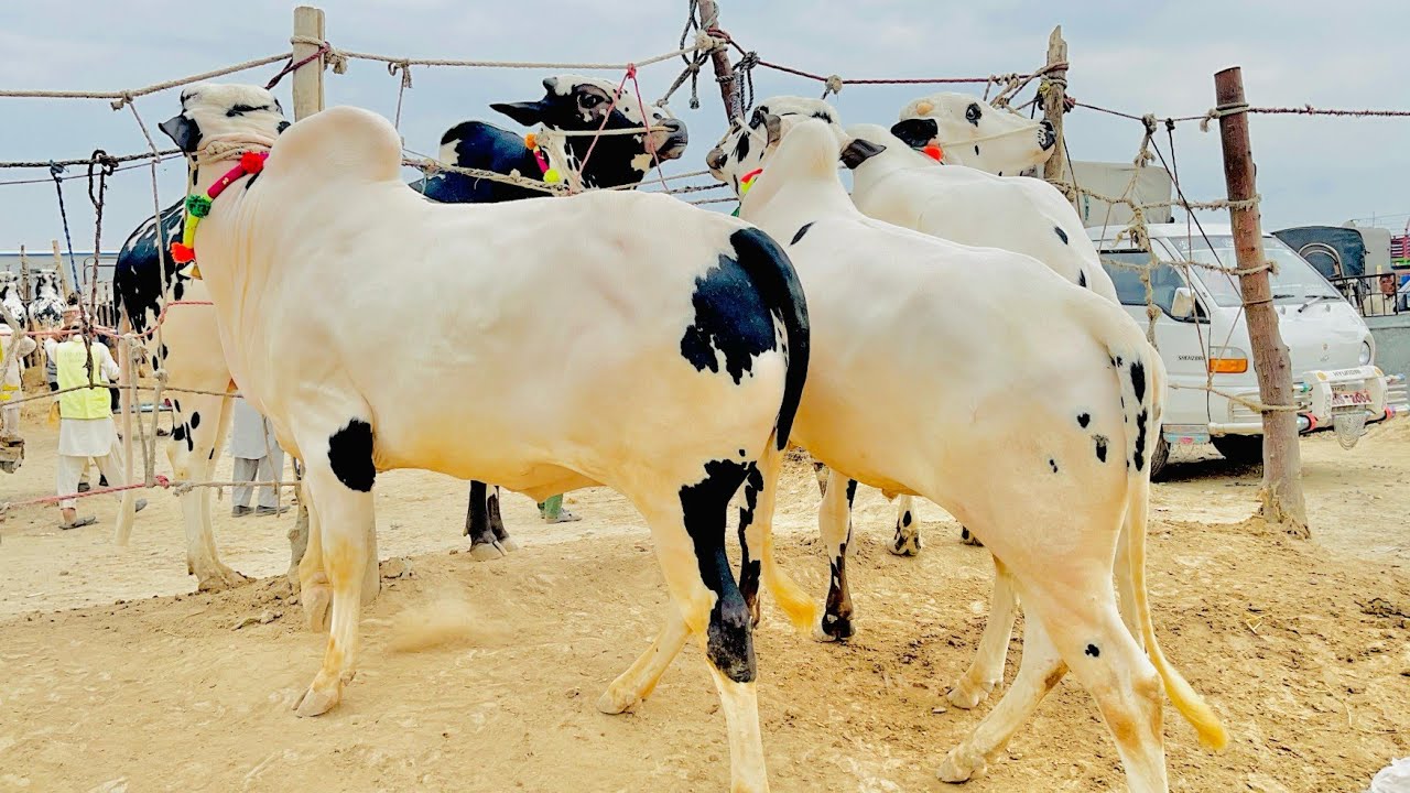 Mandra mandi today 26/3/2025 latest update ll part 2 ll Gondal mandi ll ...