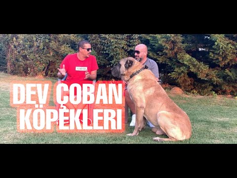 DEVLERIN ZIYARETINE GITTIK BOZ KENNEL