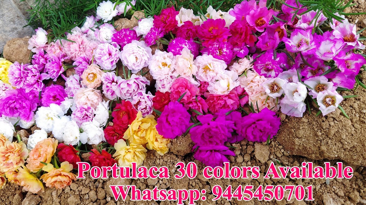 Portulaca 30 colors for sale online - Pathumani Poovu - Moss Rose ...