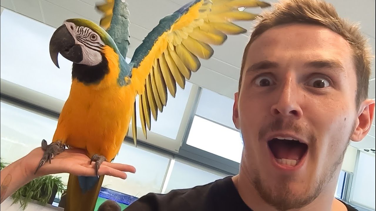 ATTACKED BY PARROTS!!! - YouTube