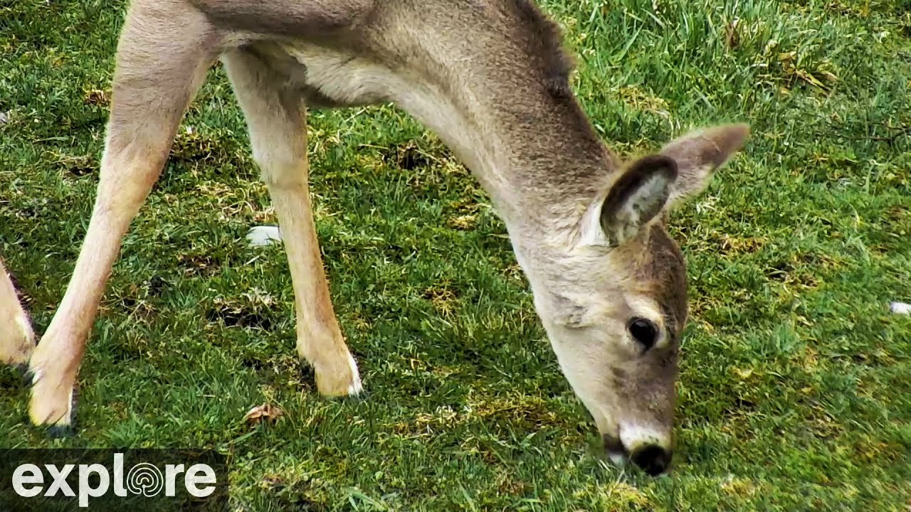 Deer Grazing in Pasture - Peaceful Video - YouTube