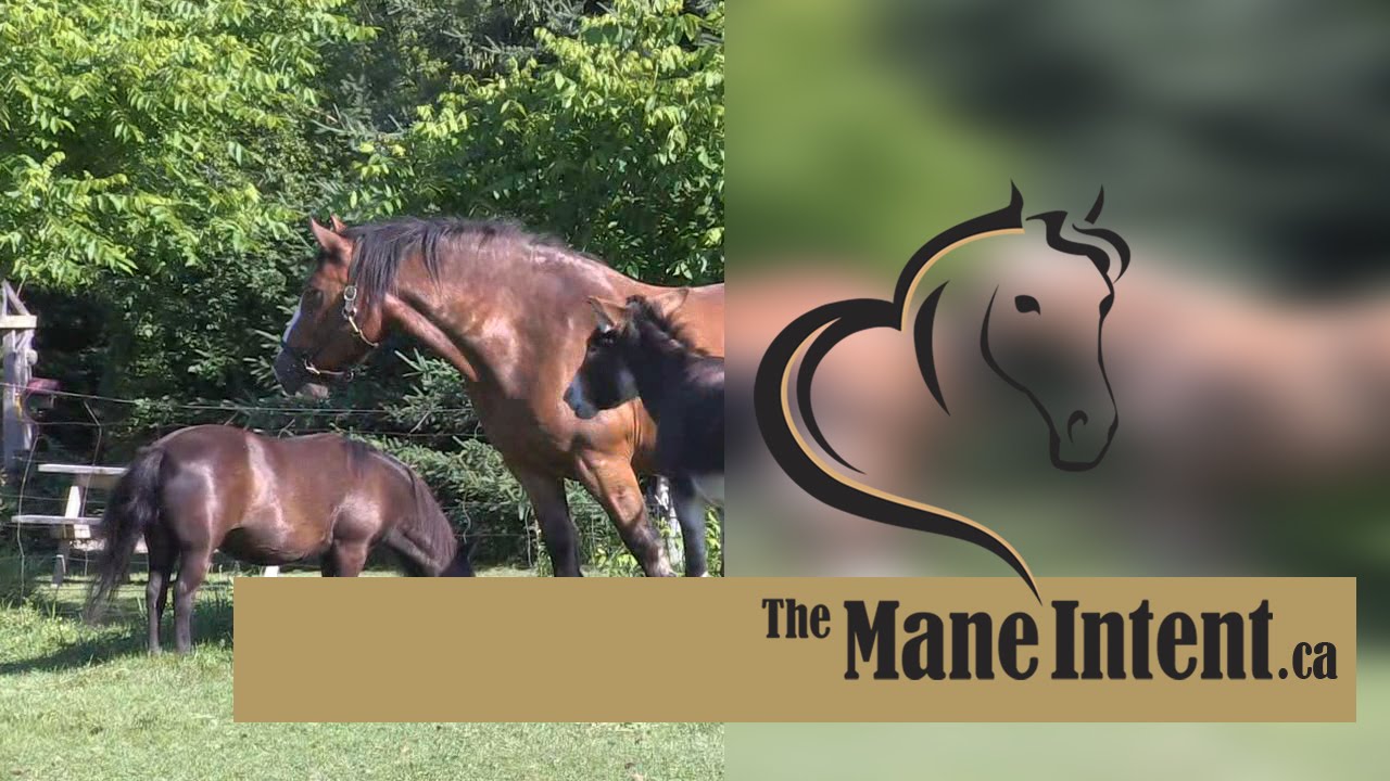 The Mane Intent: Connecting People to Possibility through Horse Power ...