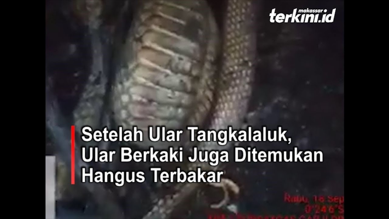 Setelah Ular Tangkalaluk, Ular Berkaki Juga Ditemukan Hangus Terbakar ...
