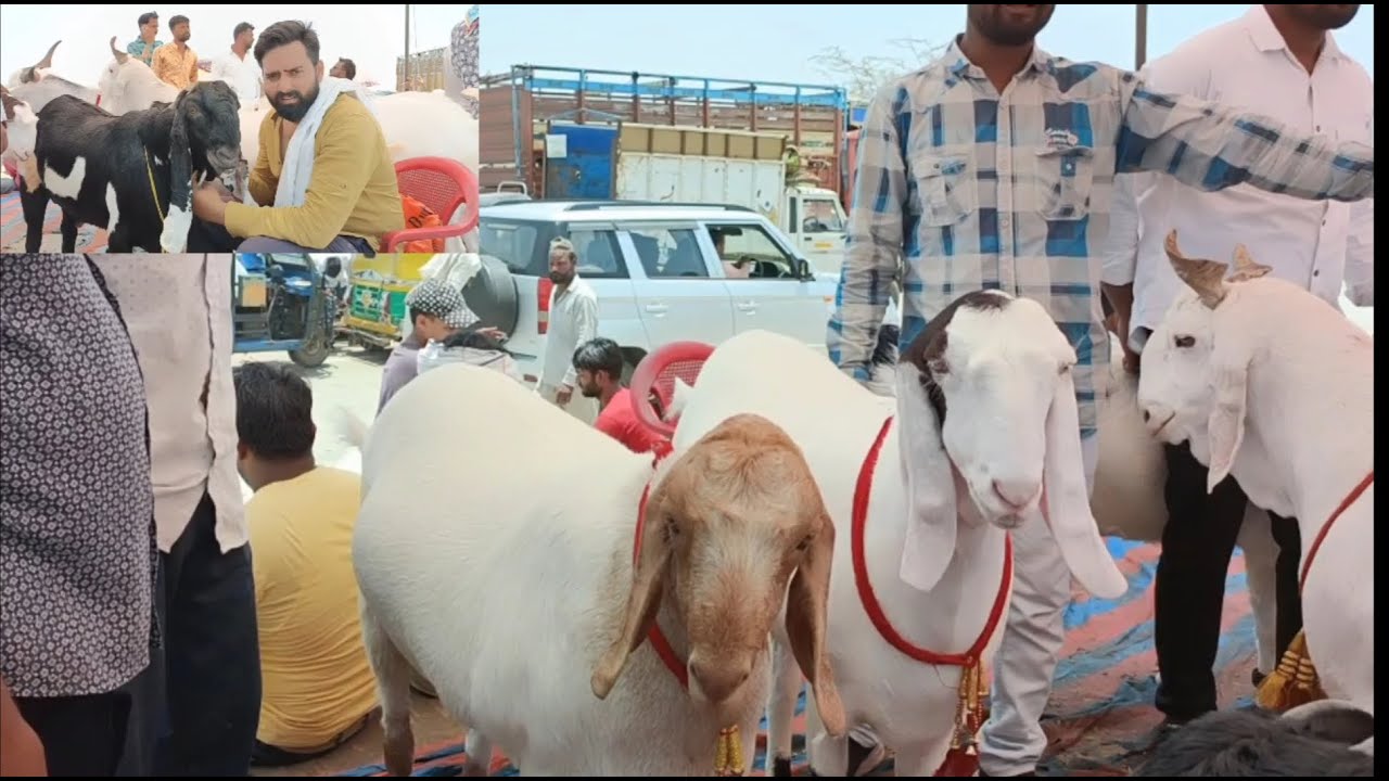 Dewas bakra mandi malwa goat market dewas live updet cover with price ...