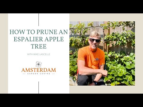 How Do You Prune An Overgrown Espalier Apple Tree
