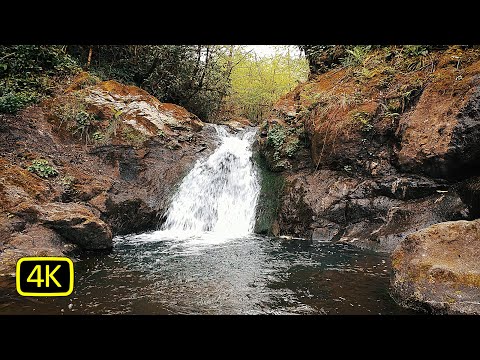 Rahatlatıcı şelale ve kuş sesleri - 4K