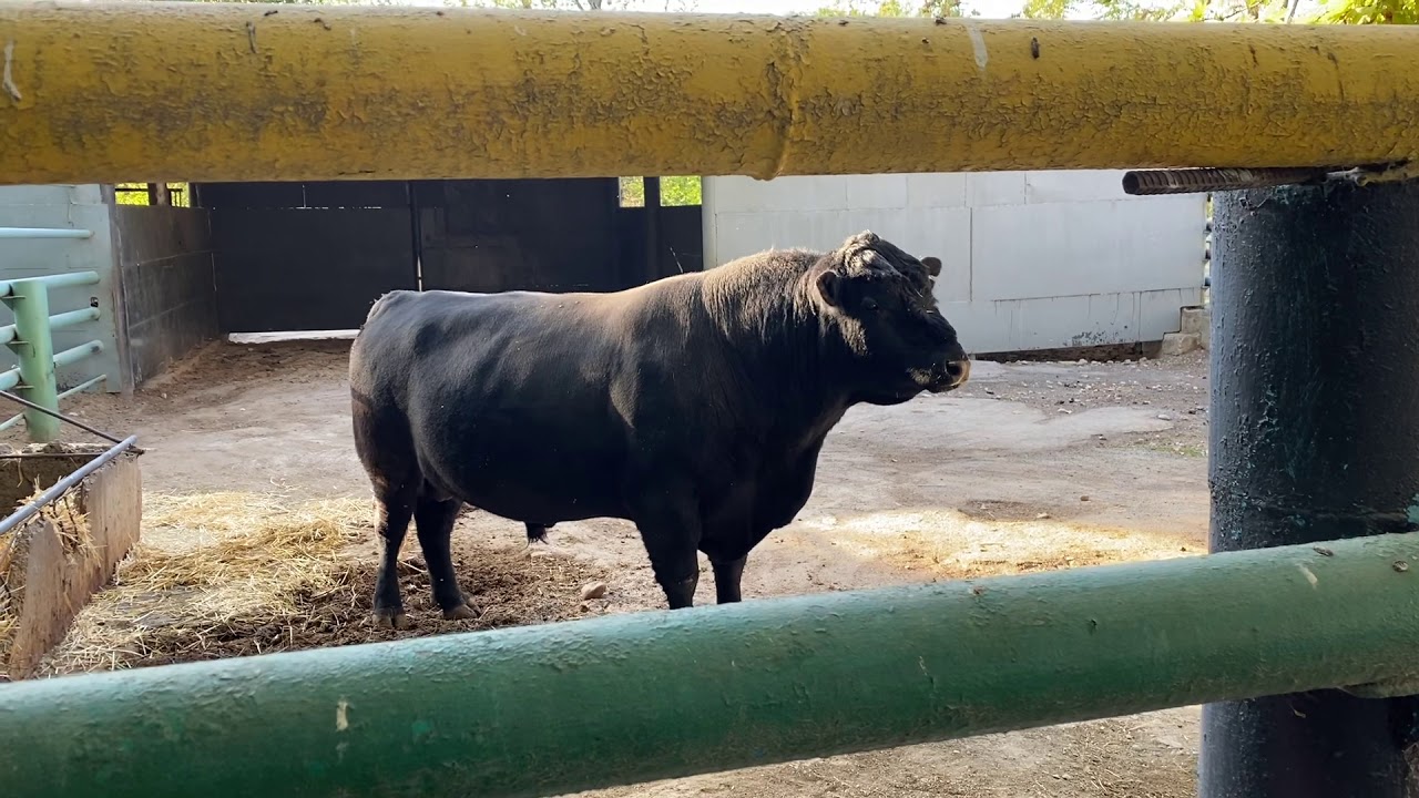 the rarest bull #redbull - YouTube