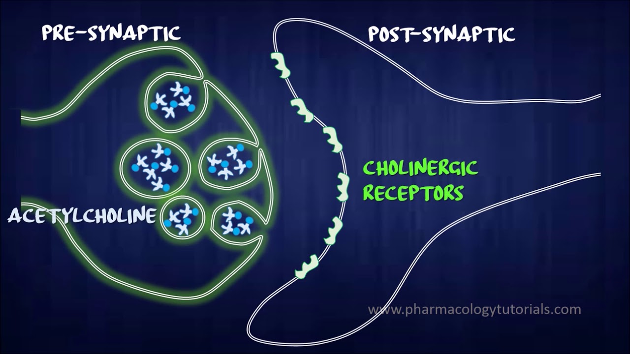 Toxicology of Acetylcholinesterase Inhibitors (I) - Neurotransmission ...