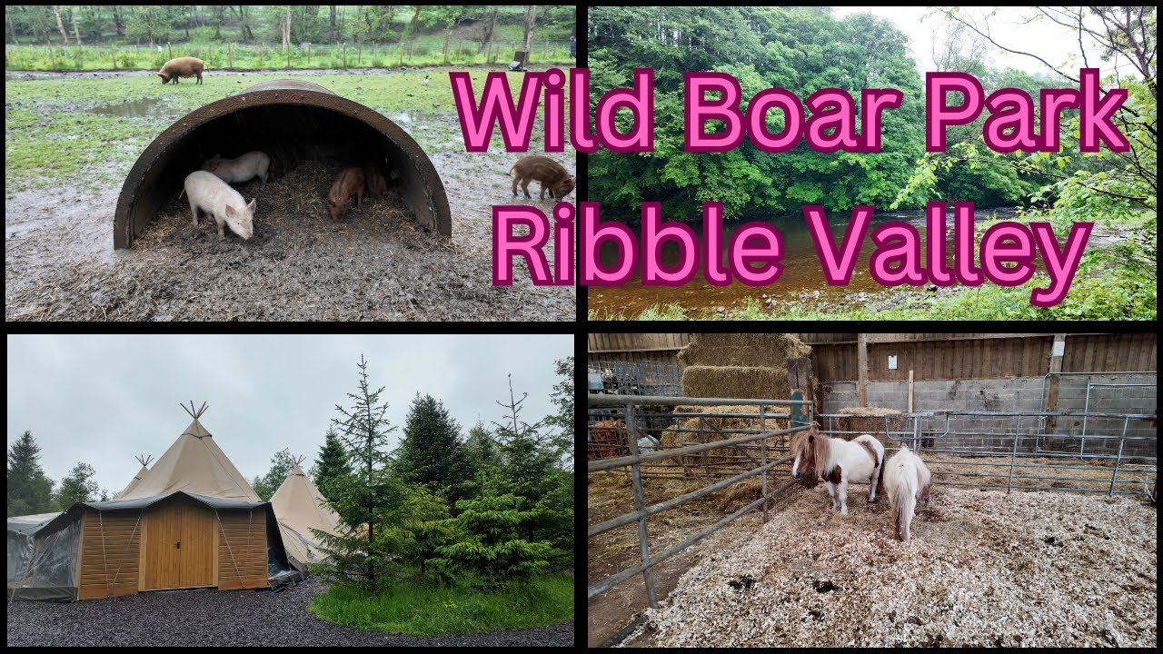 A visit to the wild boar park WE GOT WET!! - YouTube