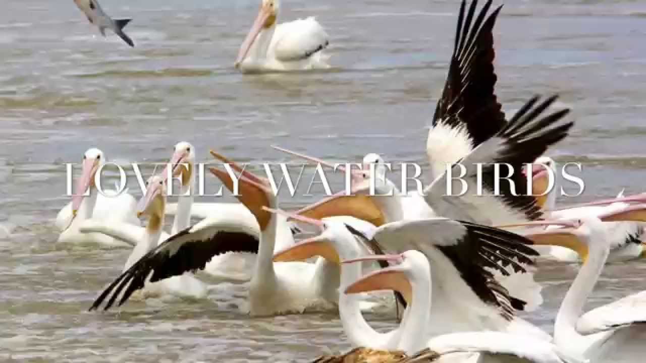EXCELLENT WATER BIRDS AT MYSORE ZOO, 2015 - YouTube