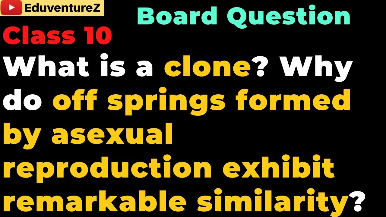 What is a clone? Why do off springs formed by asexual reproduction ...