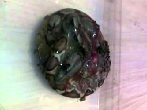 Pôrod Velhad Královský - YouTube