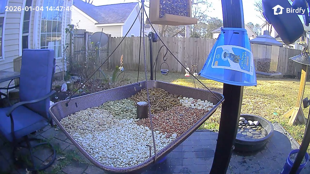 William's Bird Channel Live Stream bird feeder cam! - YouTube