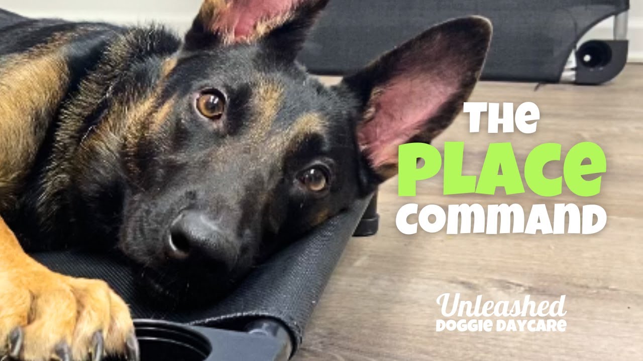 THE PLACE COMMAND: The Benefits of Teaching Your Dog How To Relax - YouTube