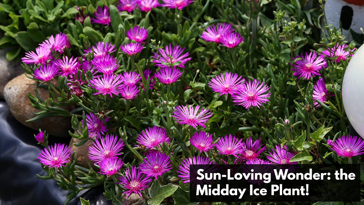 Sun-Loving Wonder: the Midday Ice Plant! - YouTube