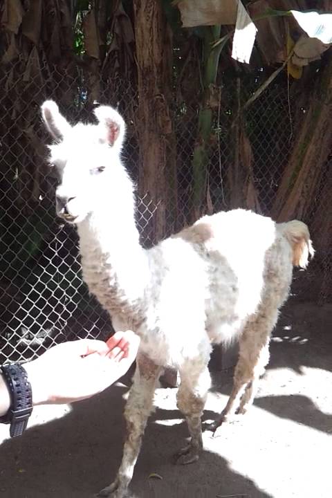 Dirty, white llama - YouTube