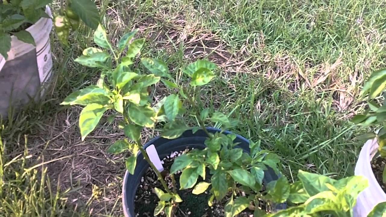 My Potted Pepper Garden Update September 28, 2013 - YouTube