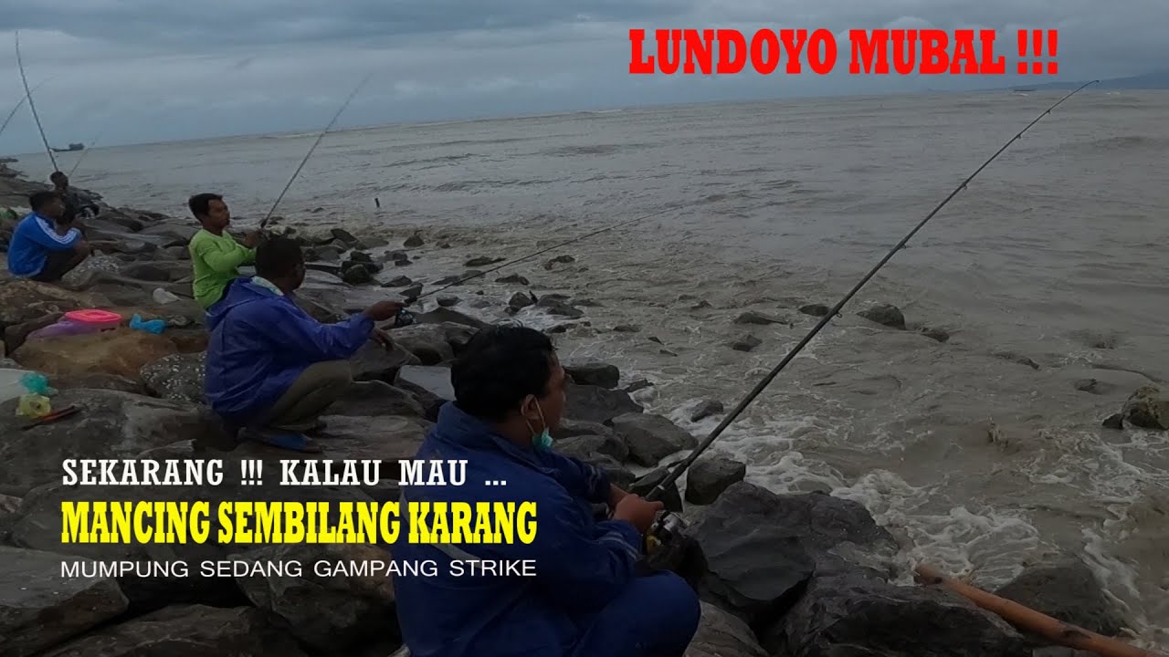 Mancing Ikan Sembilang Karang / Lundoyo Umpan Udang Mati Mudah Strike ...