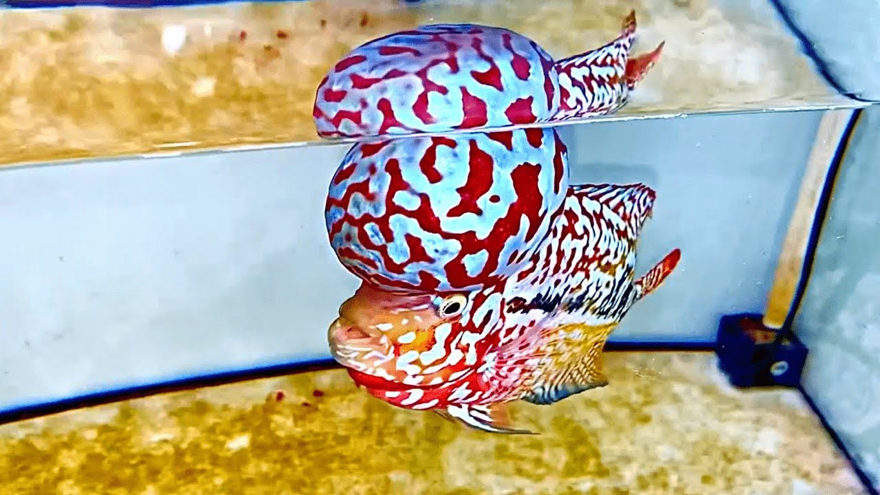 TOP 10 Super VIP King Kamfa Flowerhorn | Rare Flowerhorn Fish - YouTube