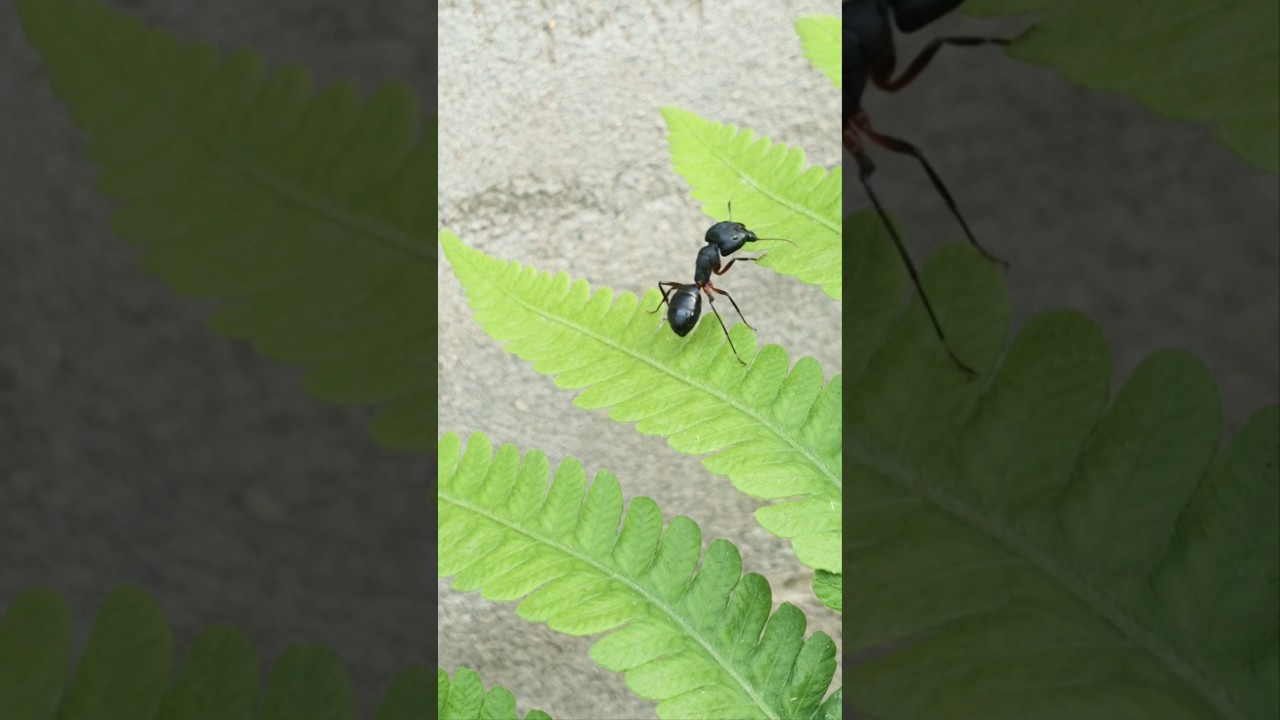 big ant struggle #nature #shortvideo #youtubeshorts #viral - YouTube