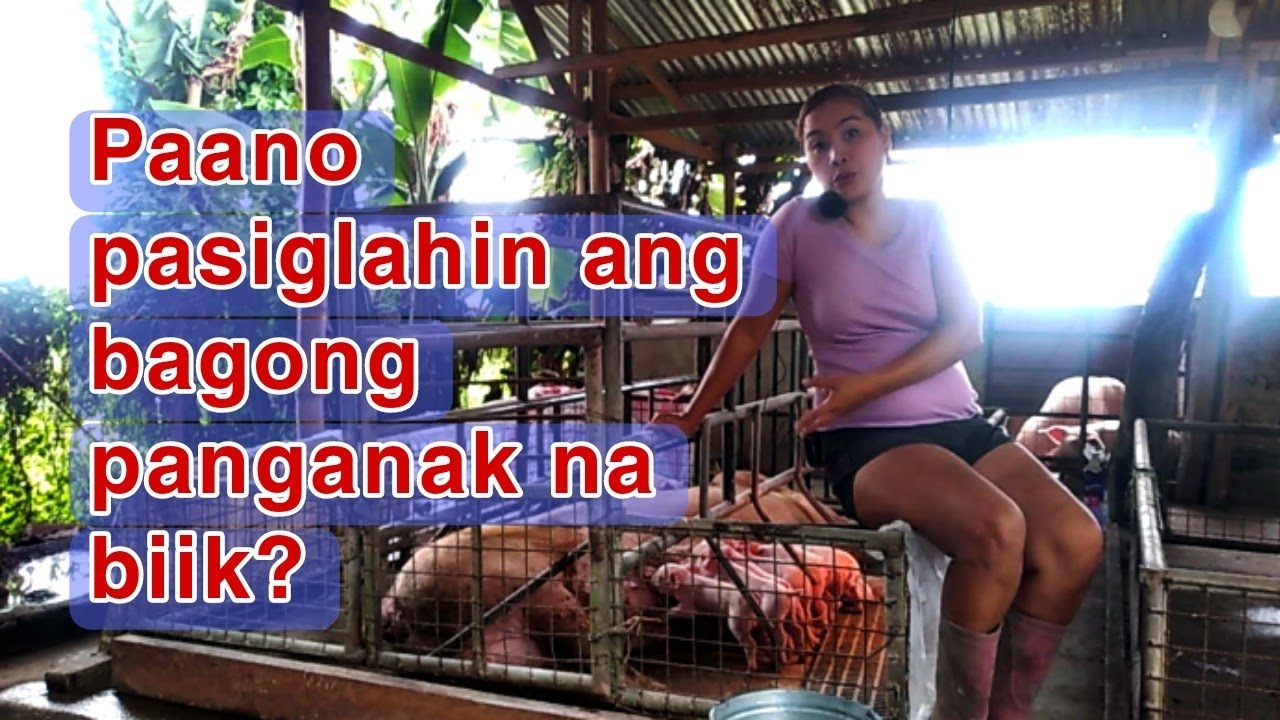 Paano pasiglahin ang bagong panganak na biik? |Oonagh Backyard Farm - YouTube