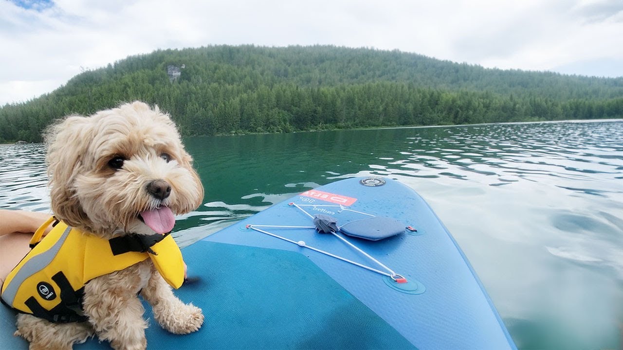 My Dog Goes Paddle Board for the First Time - YouTube