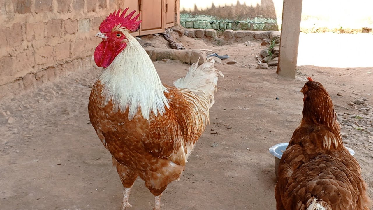 Chicken Sounds | Rooster Crowing Sounds Effect 2025 | Hen Sounds - YouTube