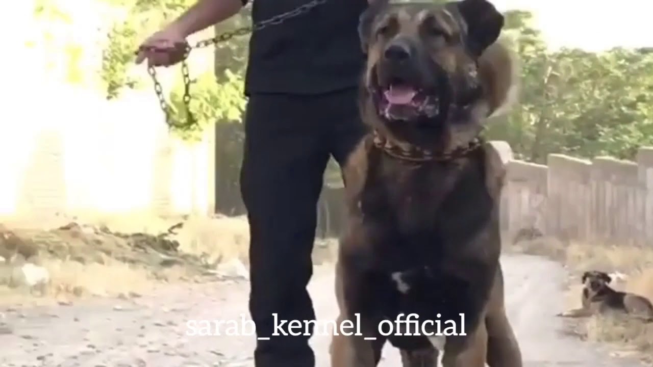 ️Iranian Sarabi Mastiff (Sarabi Dog) - YouTube