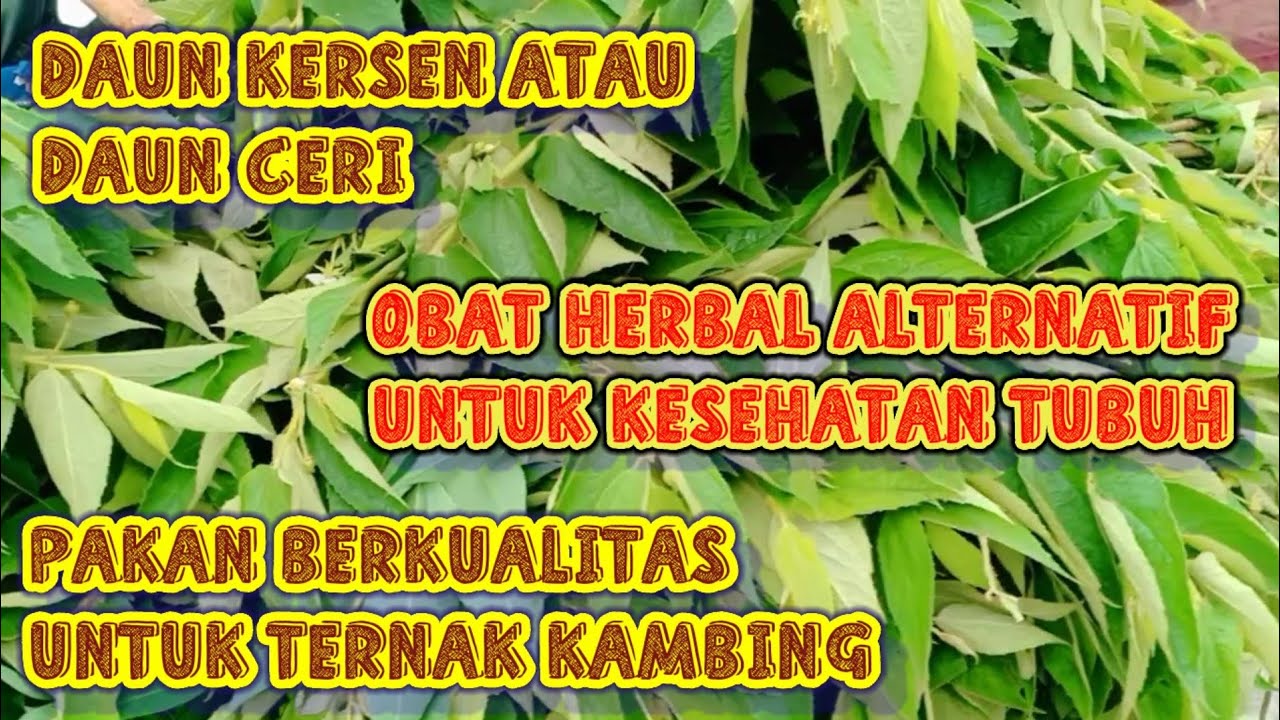 MANFAAT DAUN KERSEN ATAU DAUN CERI UNTUK KESEHATAN DAN PAKAN TERNAK ...