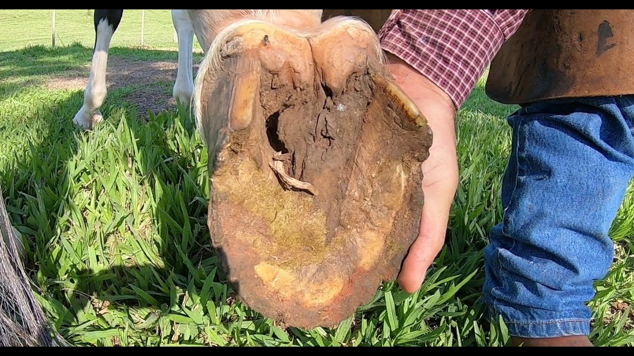 Casco GRANDE animal machucado... - YouTube